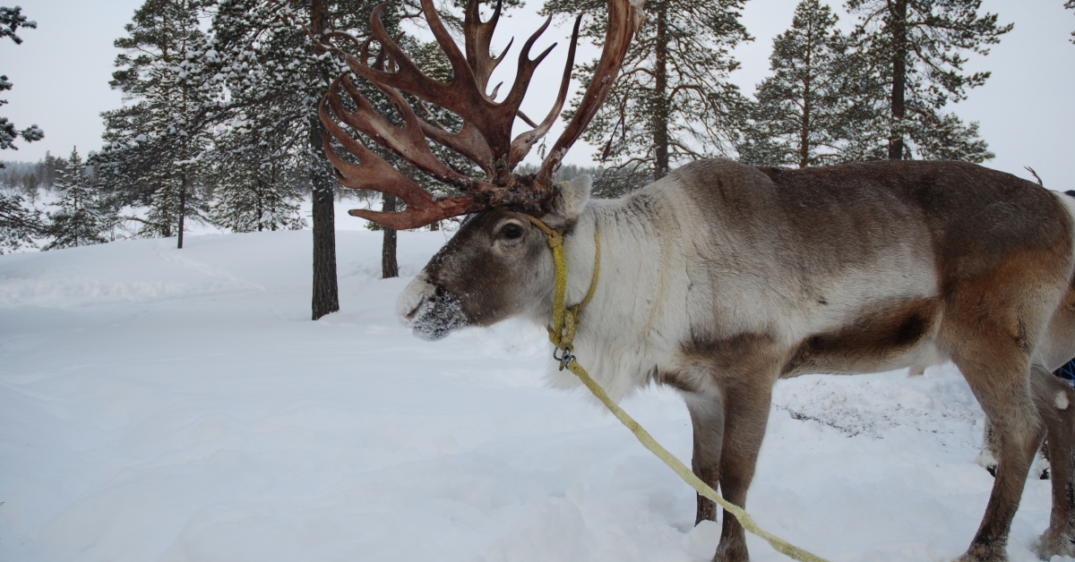 Why Is Rudolph’s Nose So Bright? | RxWiki