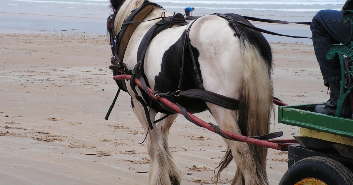 Testosterone Horse Still Leading the Cart in Healthy Aging | RxWiki