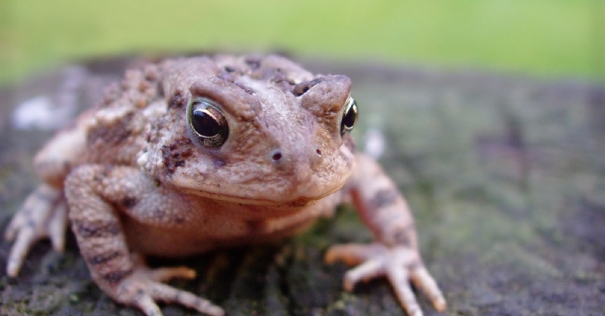Real Frogs Not As Kid-Friendly as Kermit | RxWiki